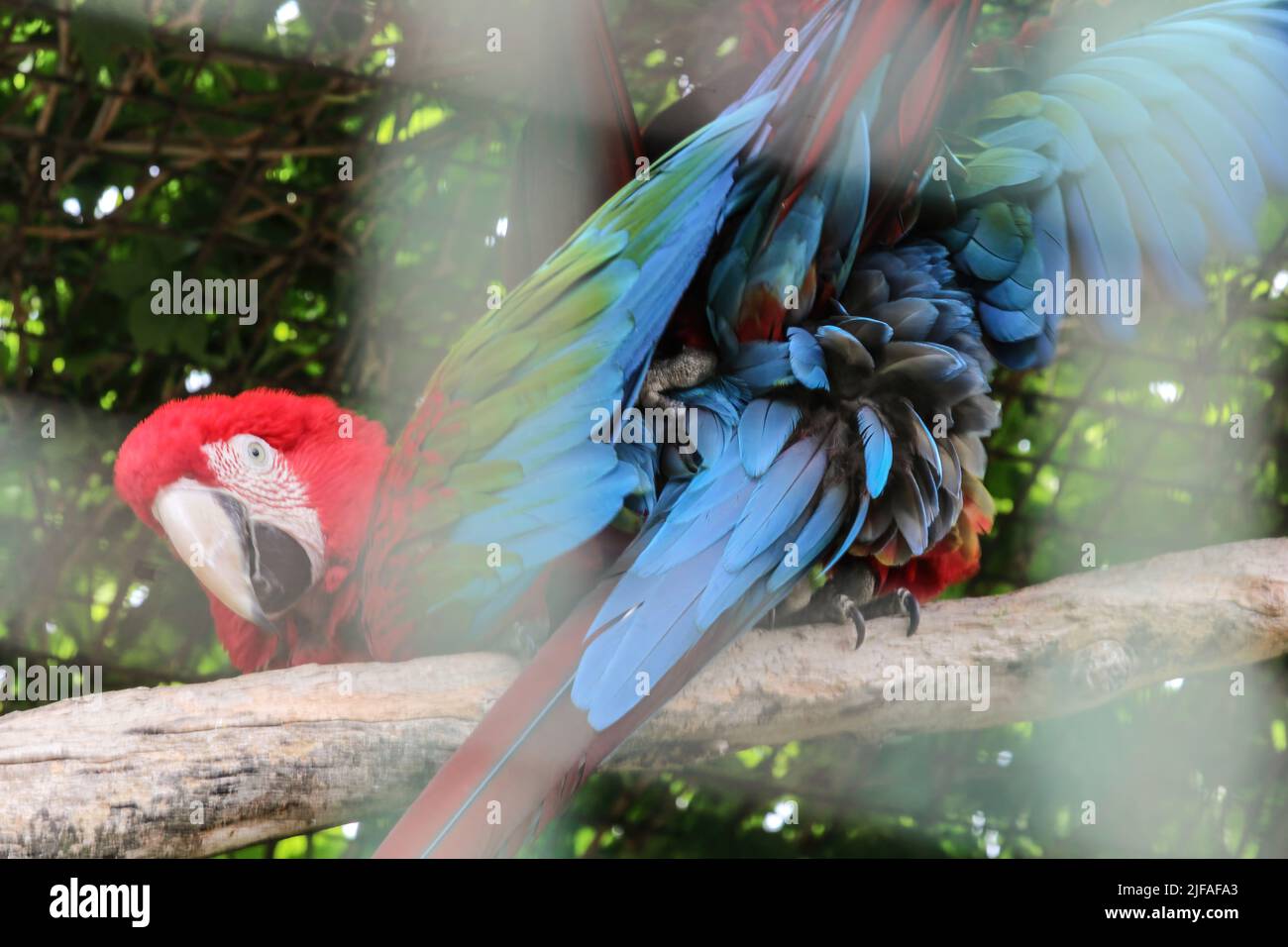 The beautiful birds Greenwinged Macaw. red macaw sits in a cage at the ...