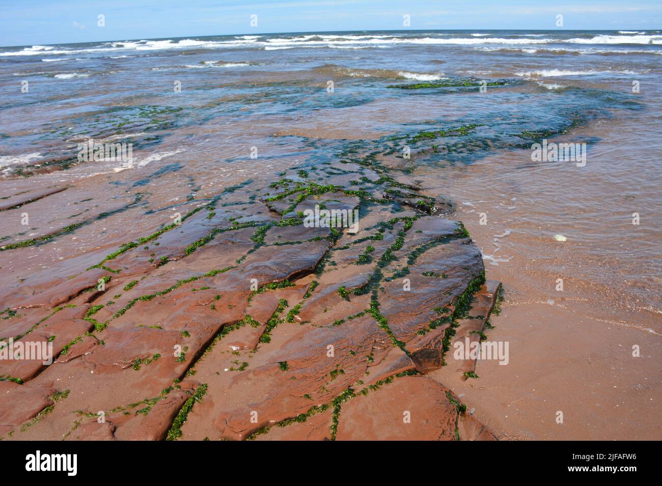 Bard Owl sitting on branhc in winter woods Stock Photo - Alamy