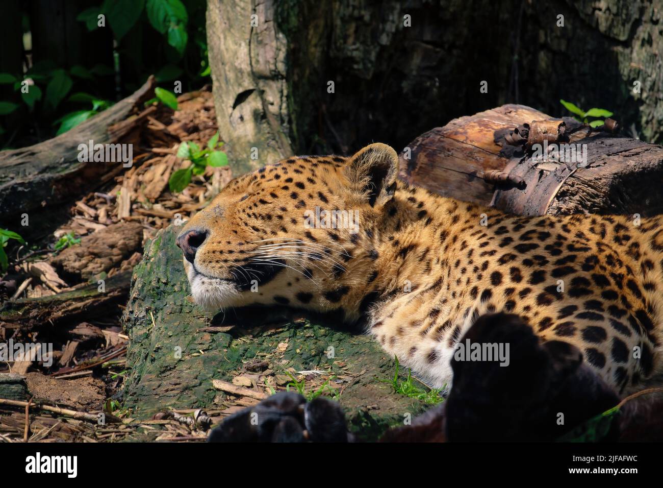 leopard, Panthera pardus kotiya, big spotted cat lying on the tree in ...
