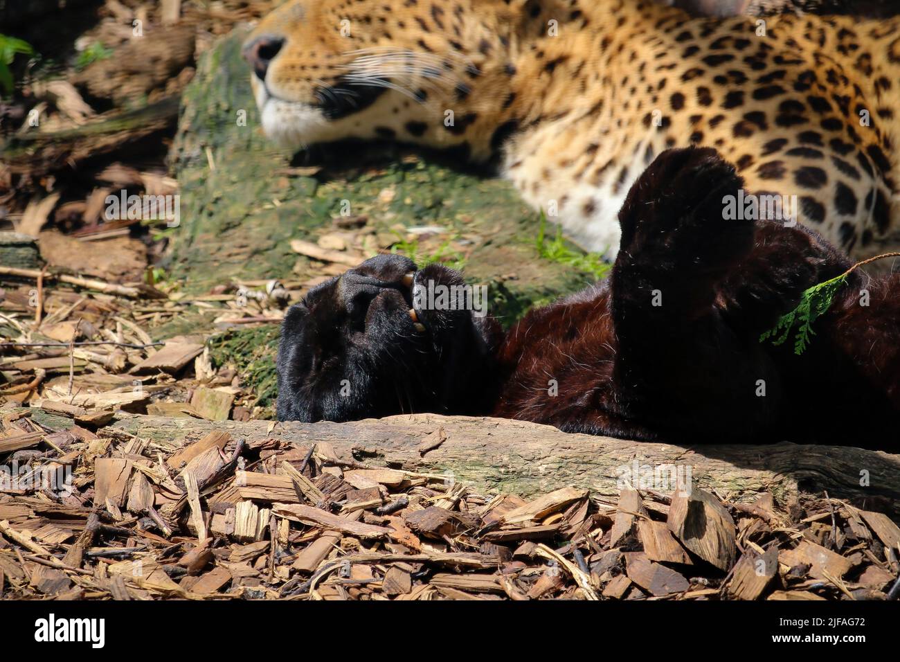 leopard, Panthera pardus kotiya, big spotted cat lying on the tree in ...