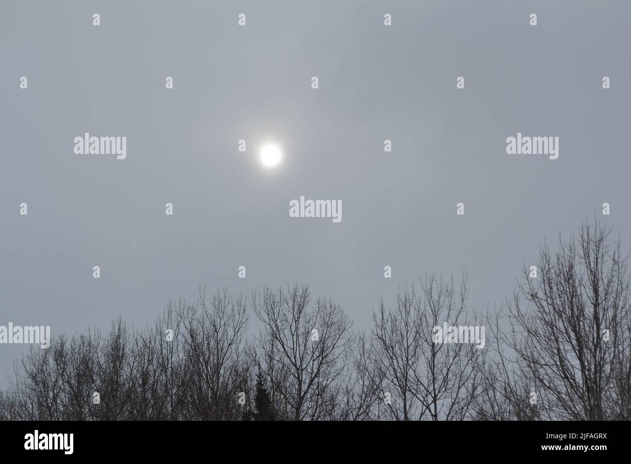 Bard Owl sitting on branhc in winter woods Stock Photo - Alamy