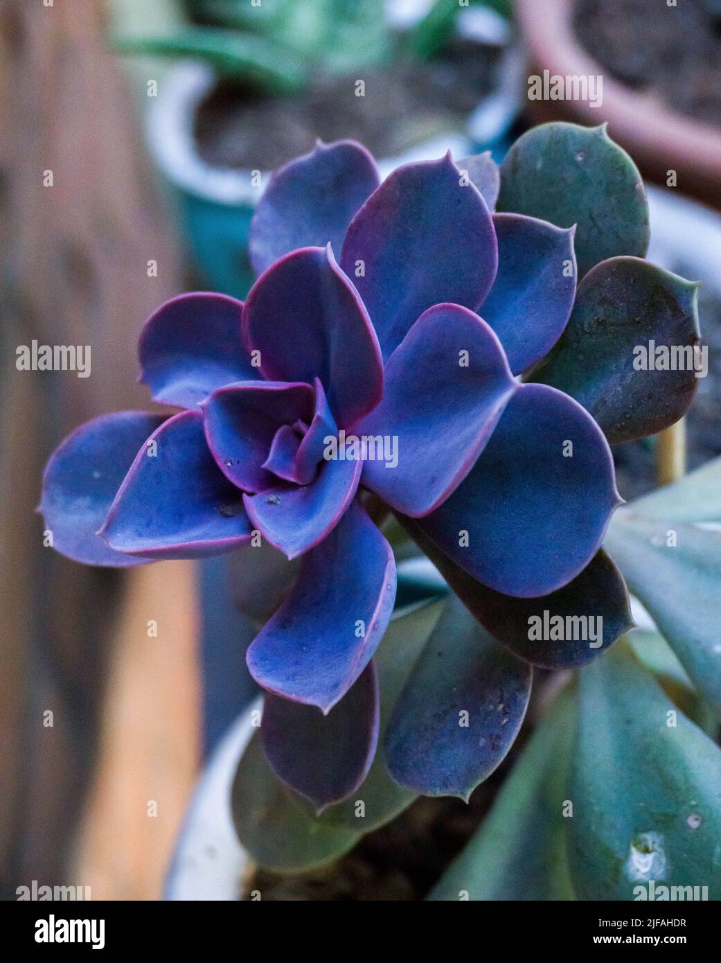 Cacti, succulents, flowers and different plants from the garden Stock ...