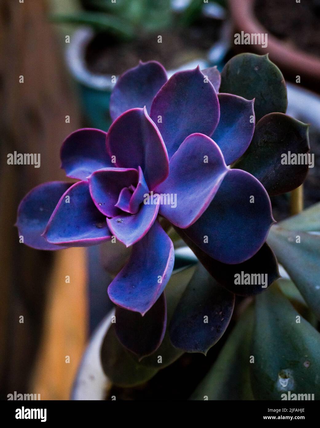 Cacti, succulents, flowers and different plants from the garden Stock ...