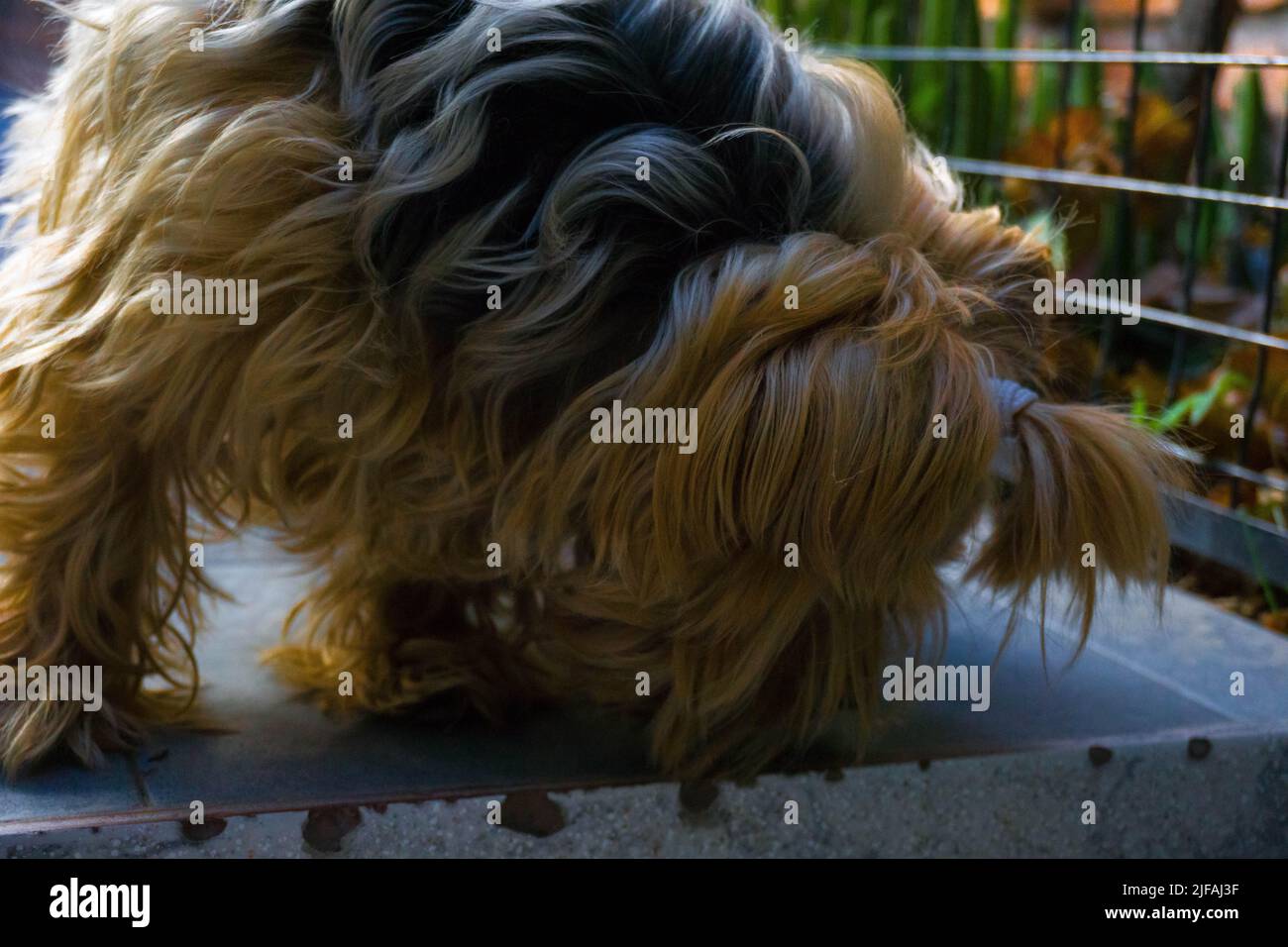 cute little pets Stock Photo - Alamy