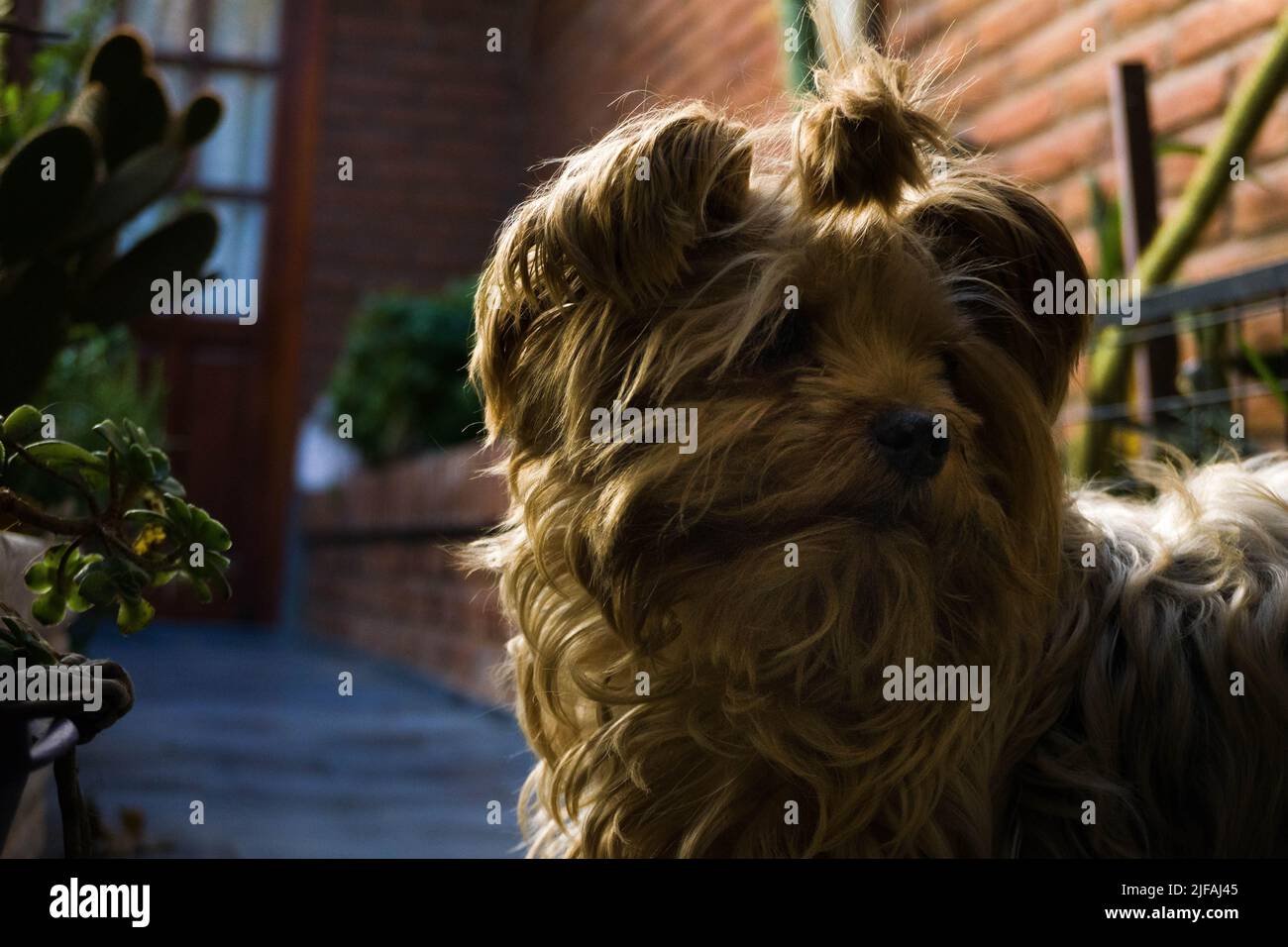 cute little pets Stock Photo - Alamy
