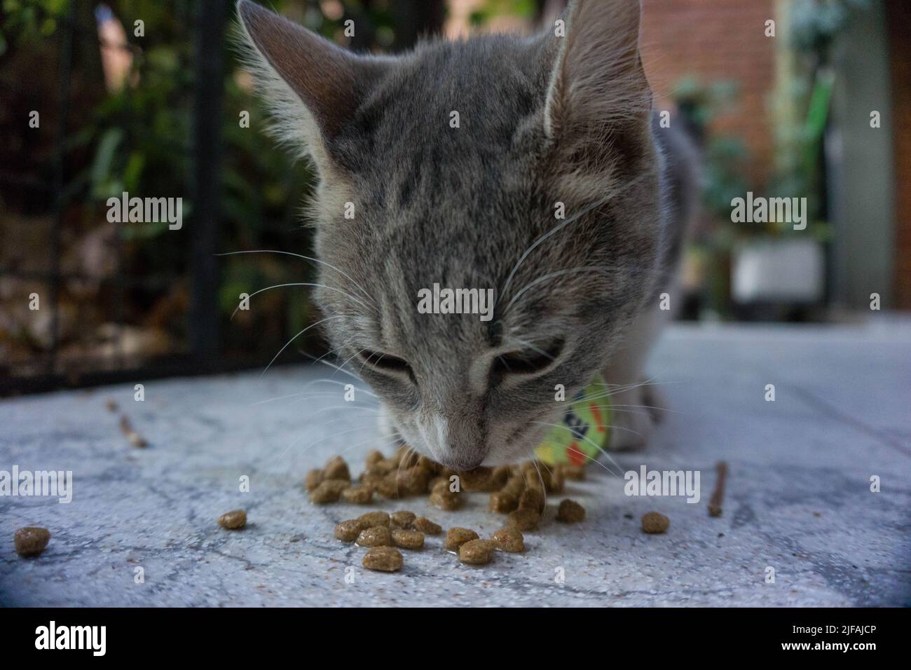 cute little pets Stock Photo - Alamy