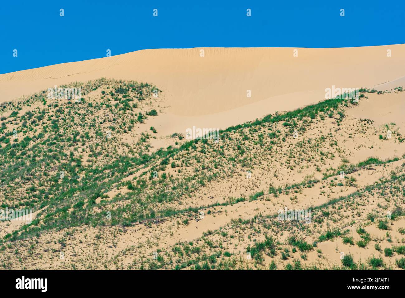 Desert ephemeral plant hi-res stock photography and images - Alamy