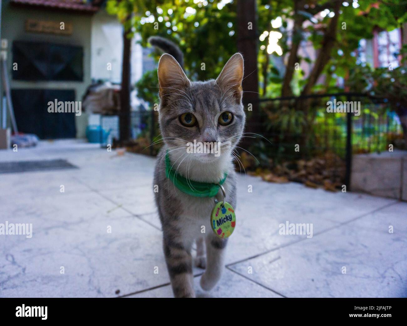 cute little pets Stock Photo - Alamy