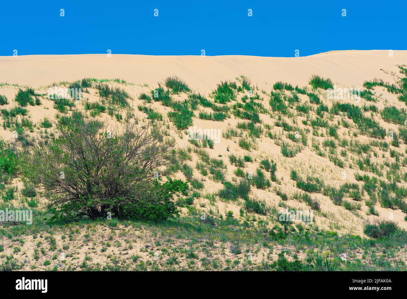 slope of a sand dune with plants blooming in spring, Sarykum dune in ...