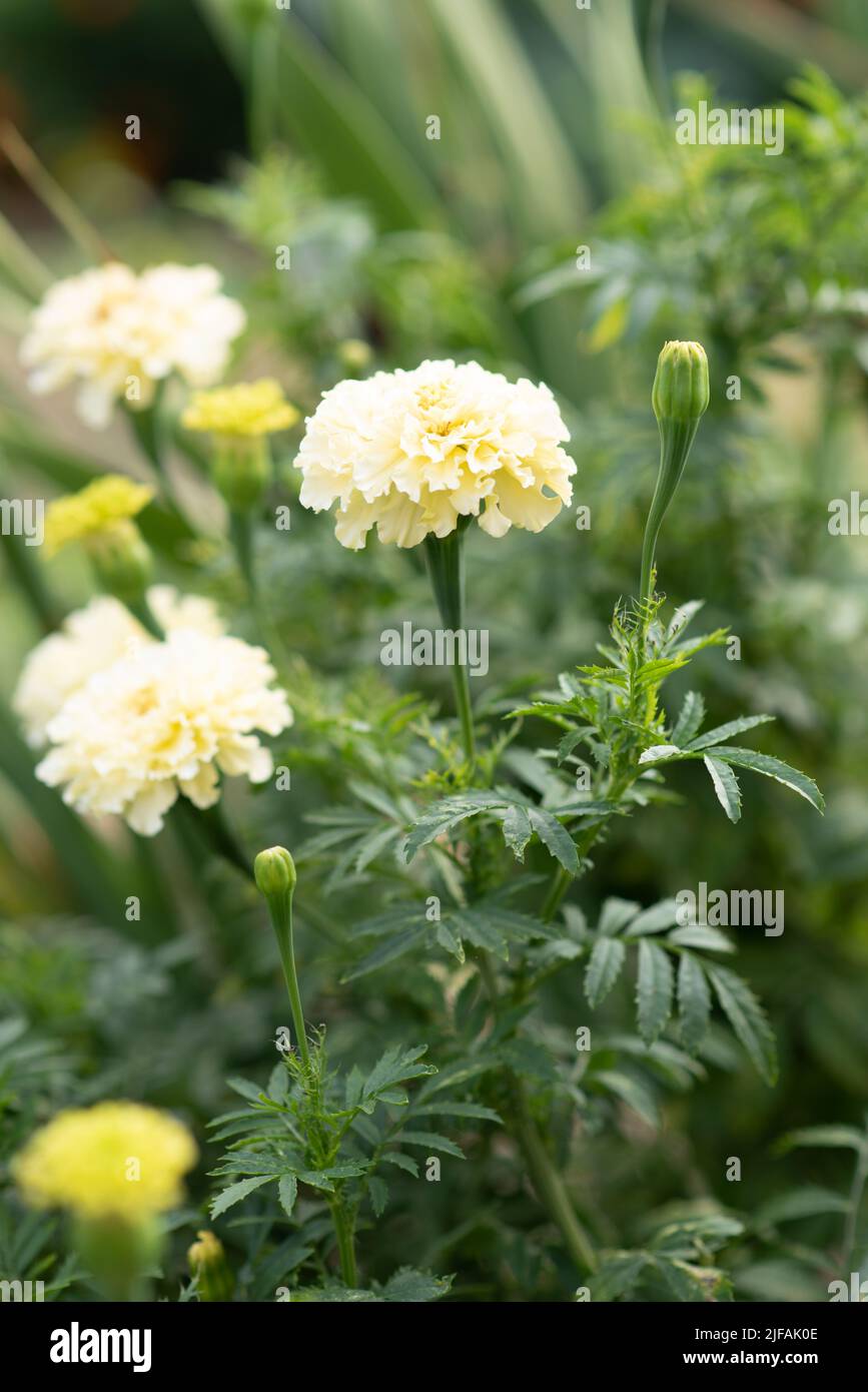 White marigolds hi-res stock photography and images - Alamy