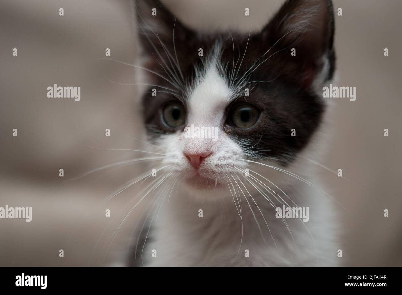 Portrait of a foster kitten Stock Photo - Alamy