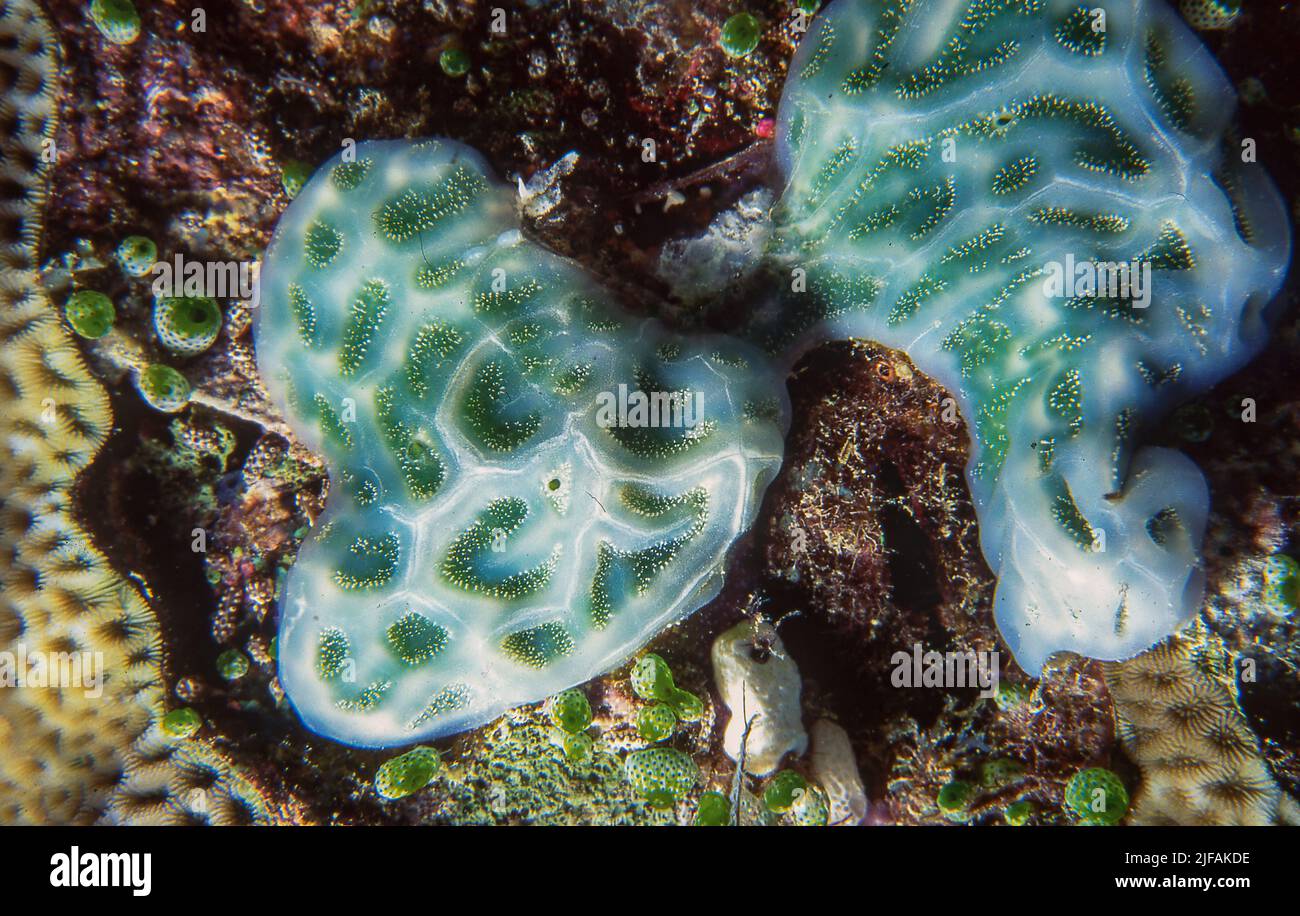 Lissoclinum patella from Ribbon Reef (Pixie Pinnacle), the Great ...
