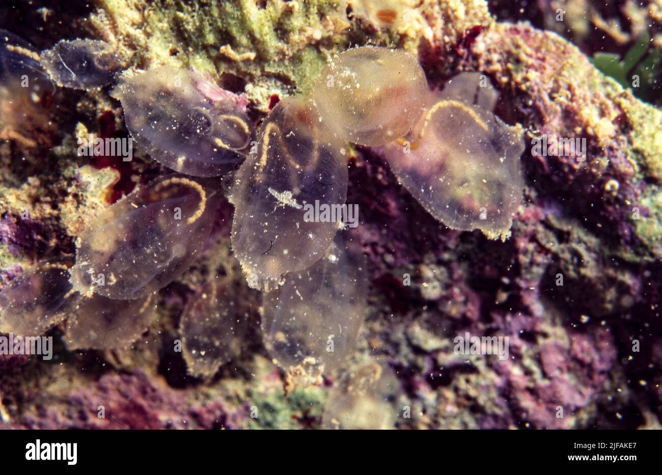 Archaia hi-res stock photography and images - Alamy