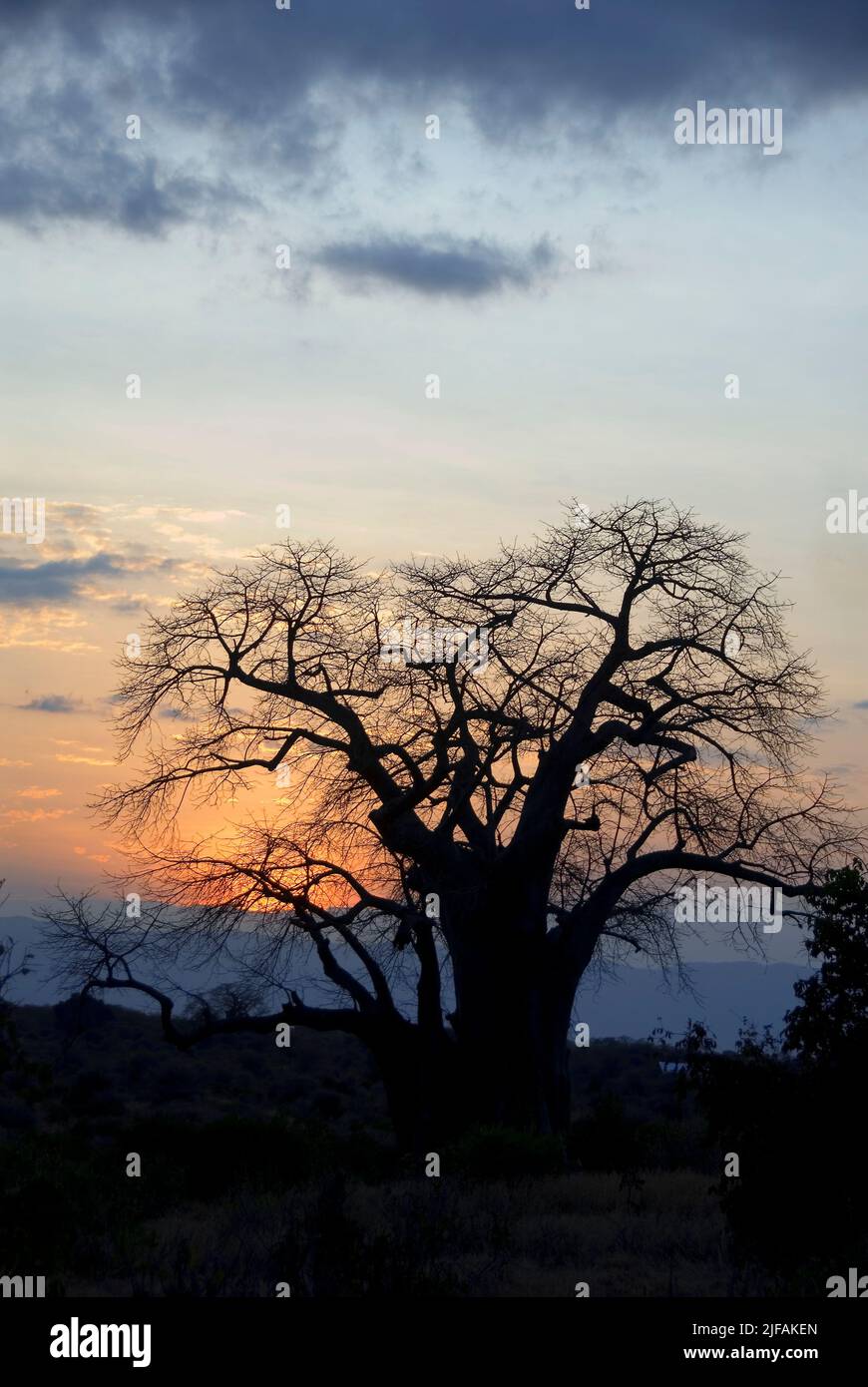 Baobabtree (Adansonia digitata) from Tarangire National Park, Tanzania ...