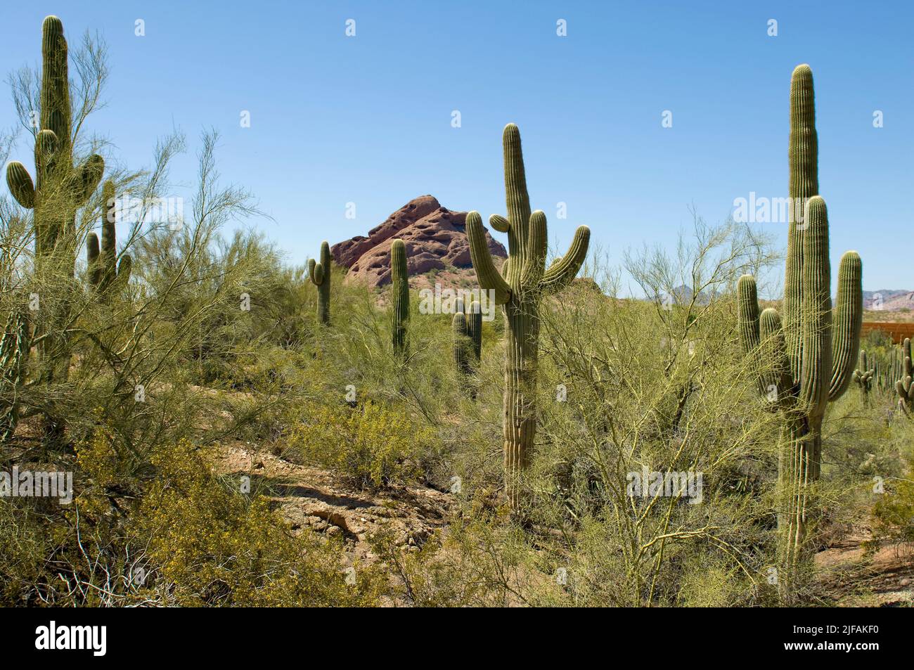 Kaktus gigantea hi-res stock photography and images - Alamy