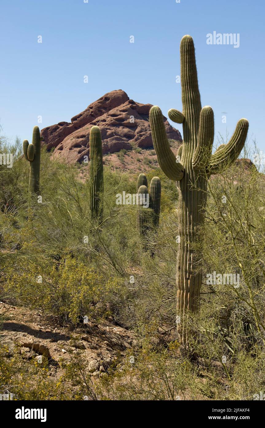 Saguaro cactus (Carnegiea gigantea) from Phoenix botanical garden ...