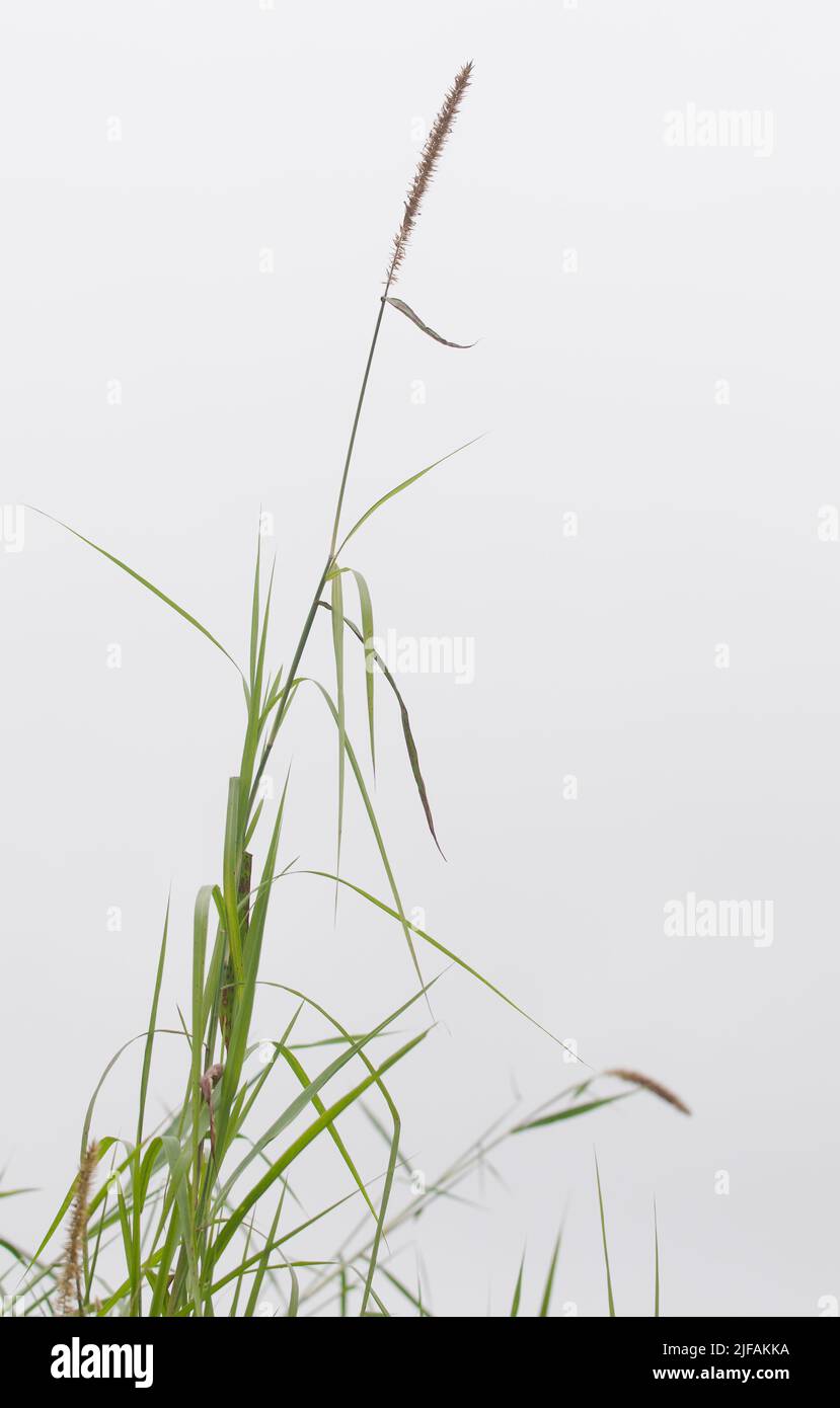 Elephant grass, Pennisetum purpureum, from Isabela, Galapagos. This is ...
