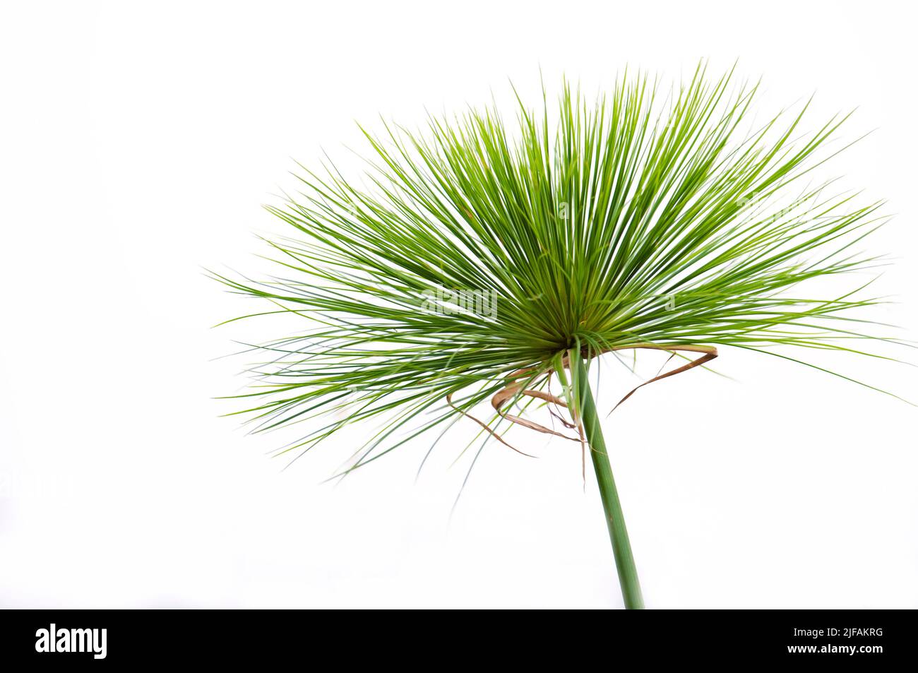 Papyrus (Cypreus papyrus Stock Photo - Alamy