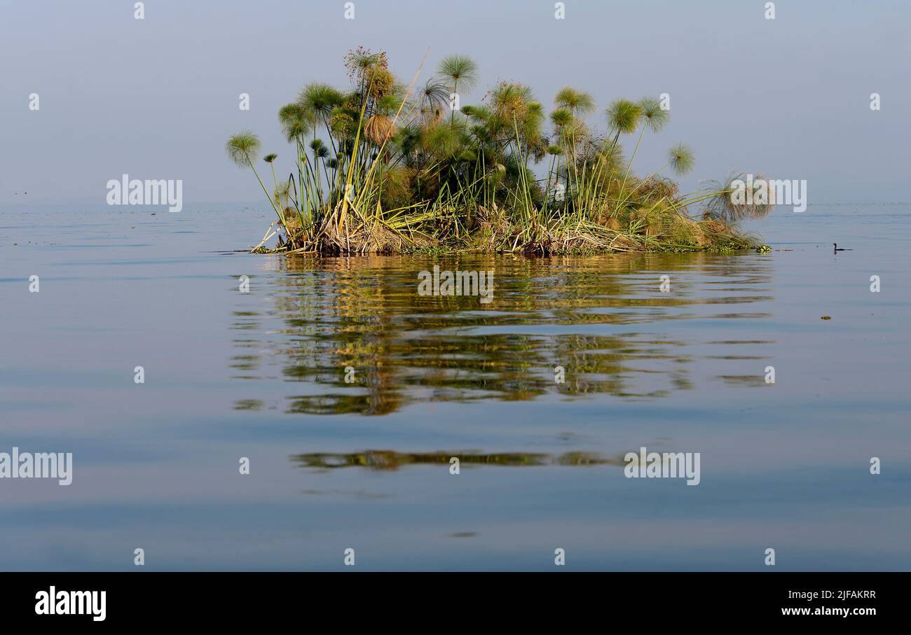 An islet of floating papyrus drifts on Lake Naivasha, Kenya Stock Photo ...
