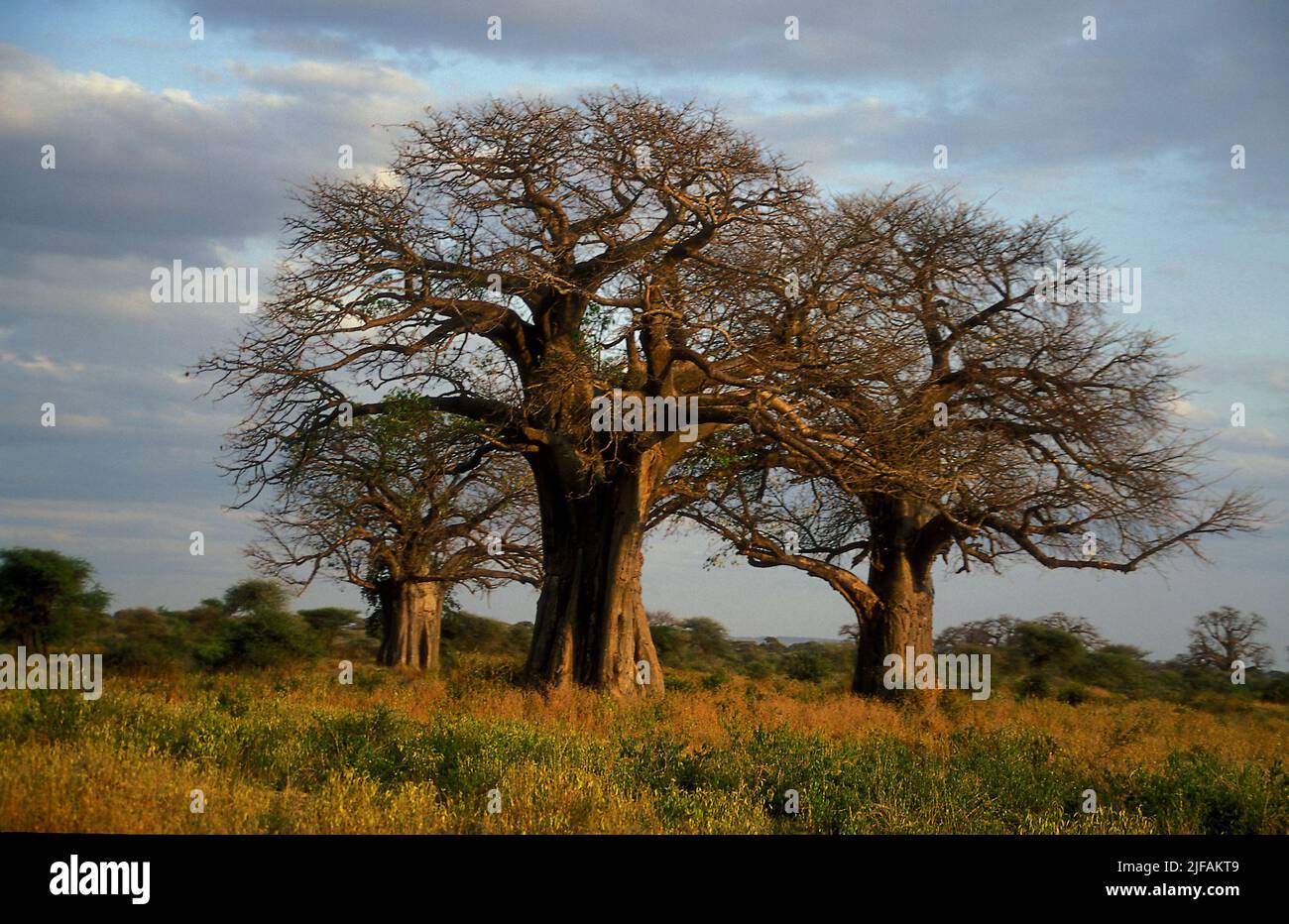 Baobabtree (Adansonia digitata) from Tarangire National Park, Tanzania ...