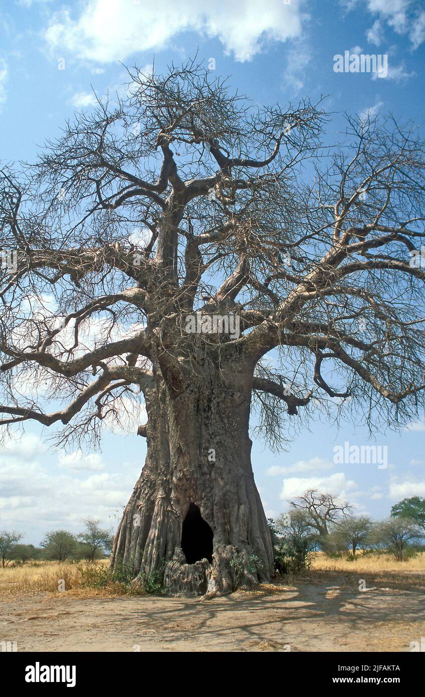 Baobabtree (Adansonia digitata) from Tarangire National Park, Tanzania ...
