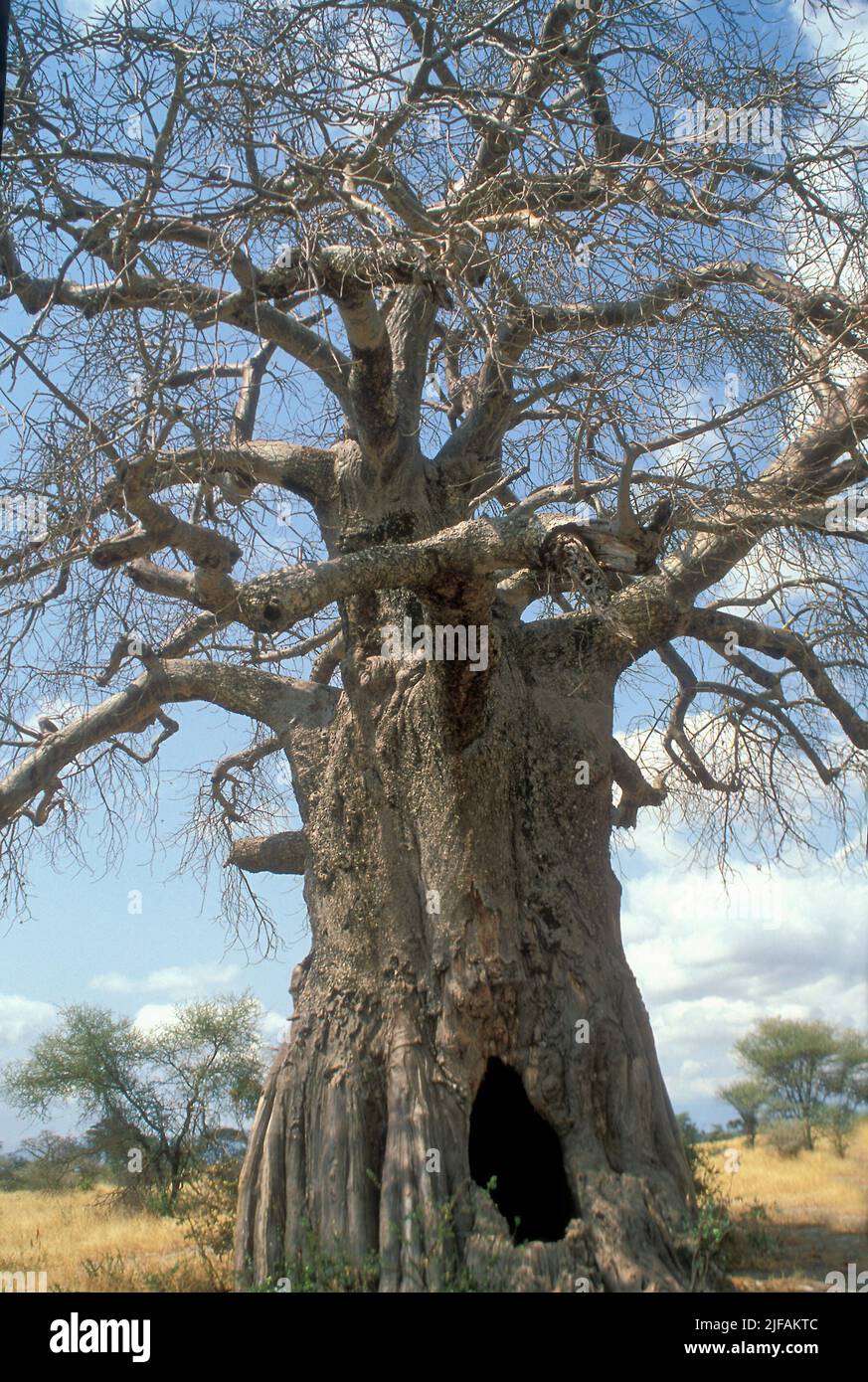 Kattostfamilien hi-res stock photography and images - Alamy