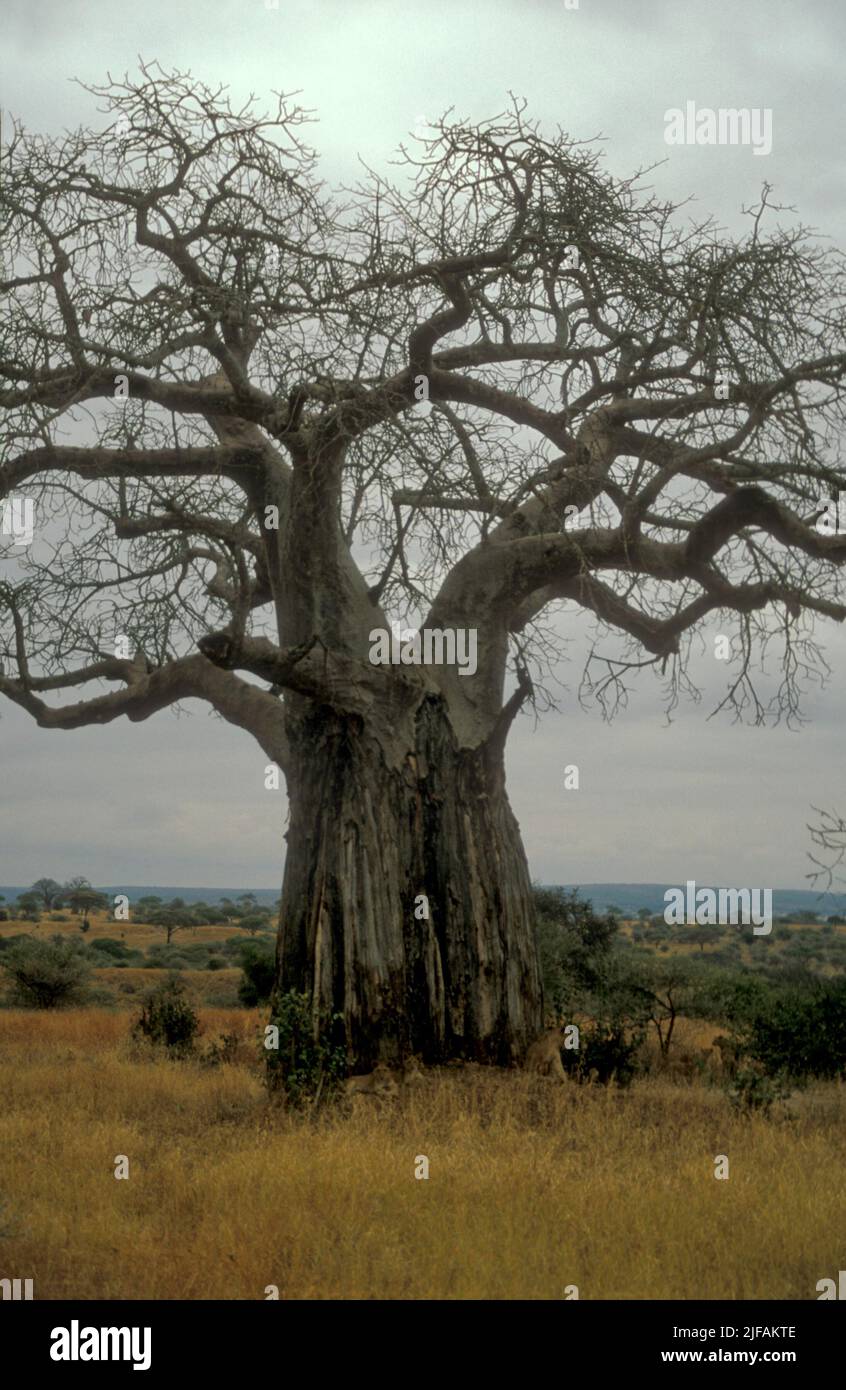 Baobabtree (Adansonia digitata) from Tarangire National Park, Tanzania ...
