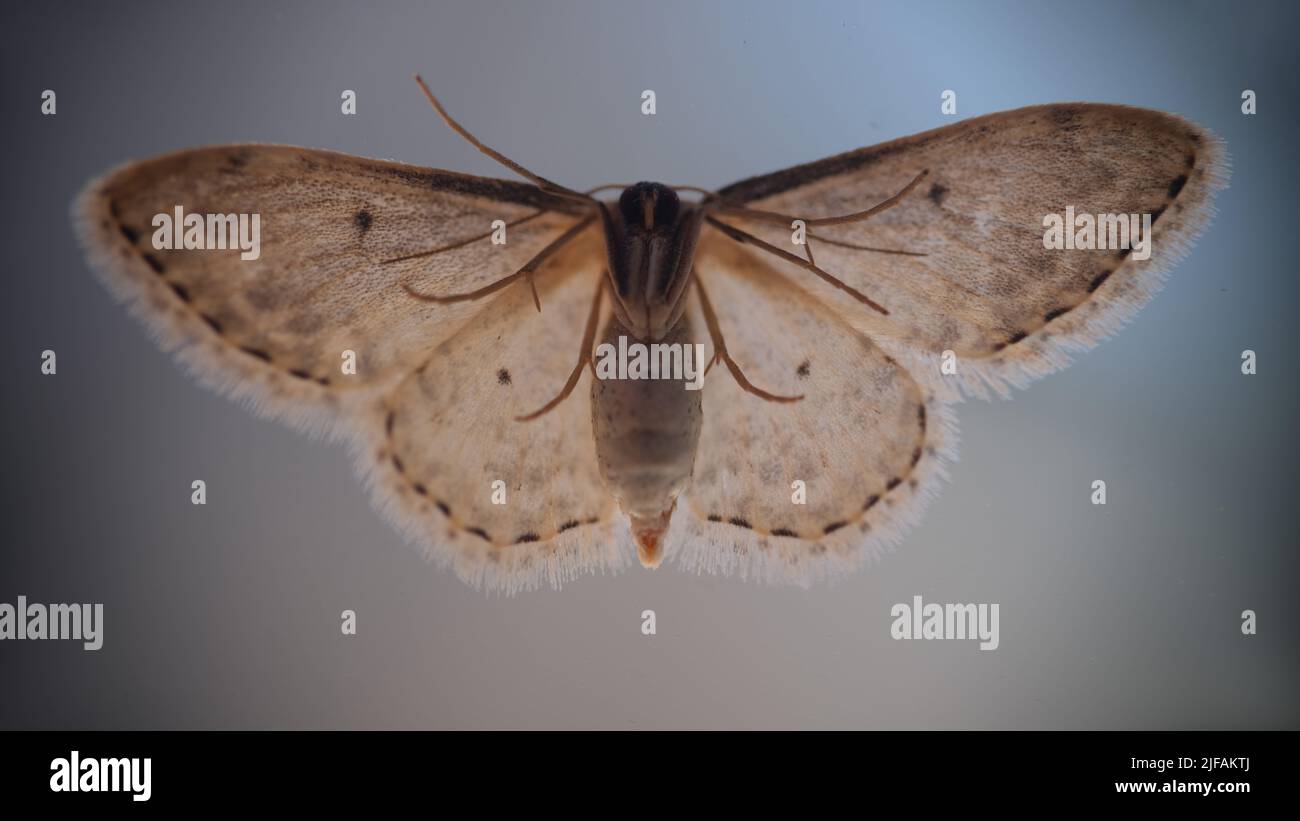 Cute beautiful butterfly or gray moth closeup Stock Photo - Alamy
