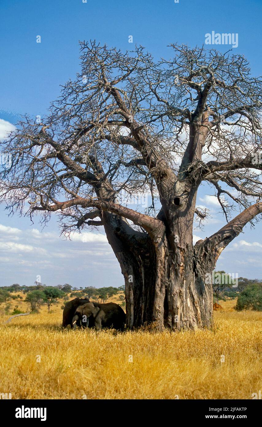 Baobabtree (Adansonia digitata) from Tarangire National Park, Tanzania ...