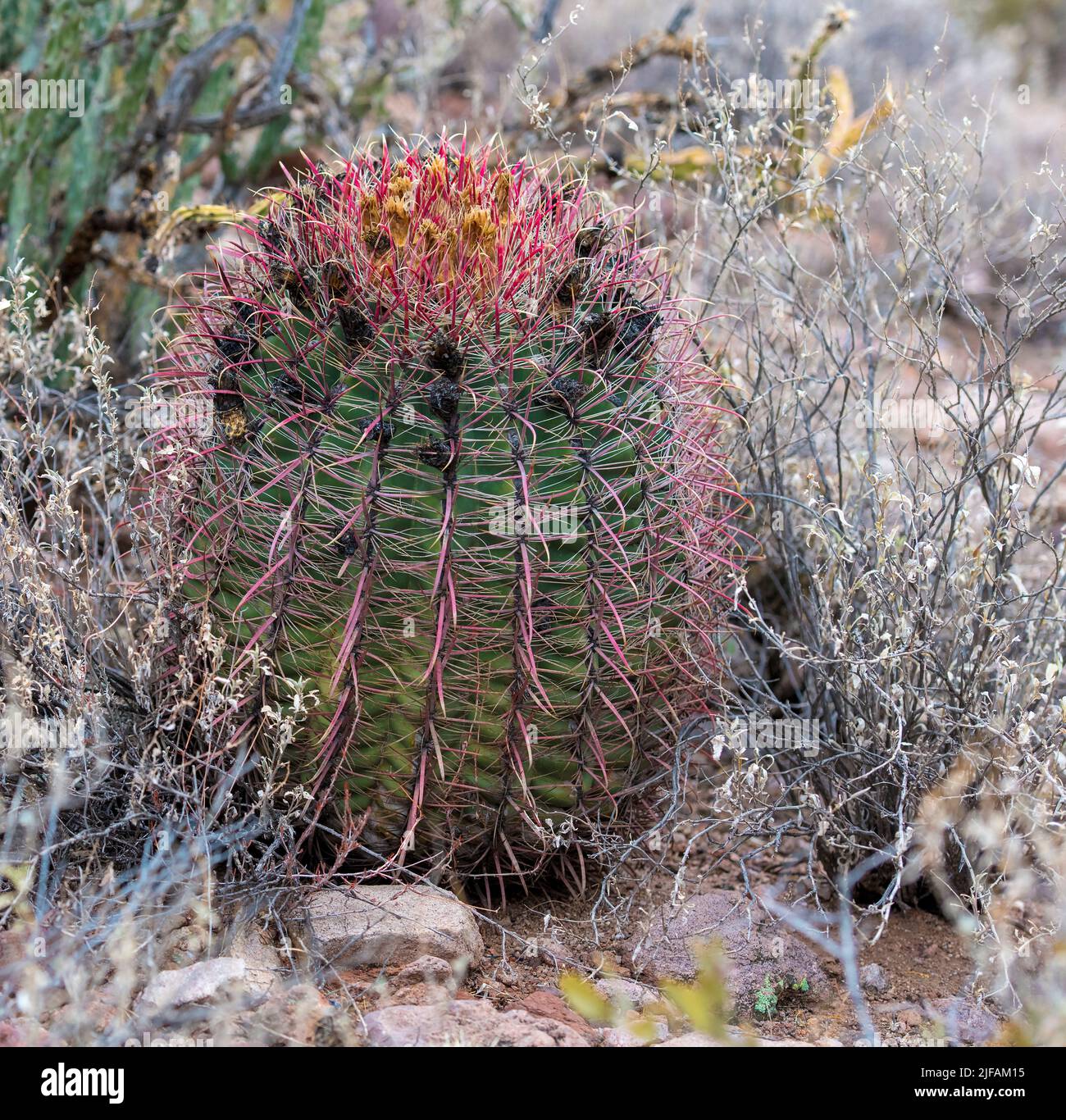 Fishhook Barrel cactus (Ferocactus wislizeni) from Superstition ...
