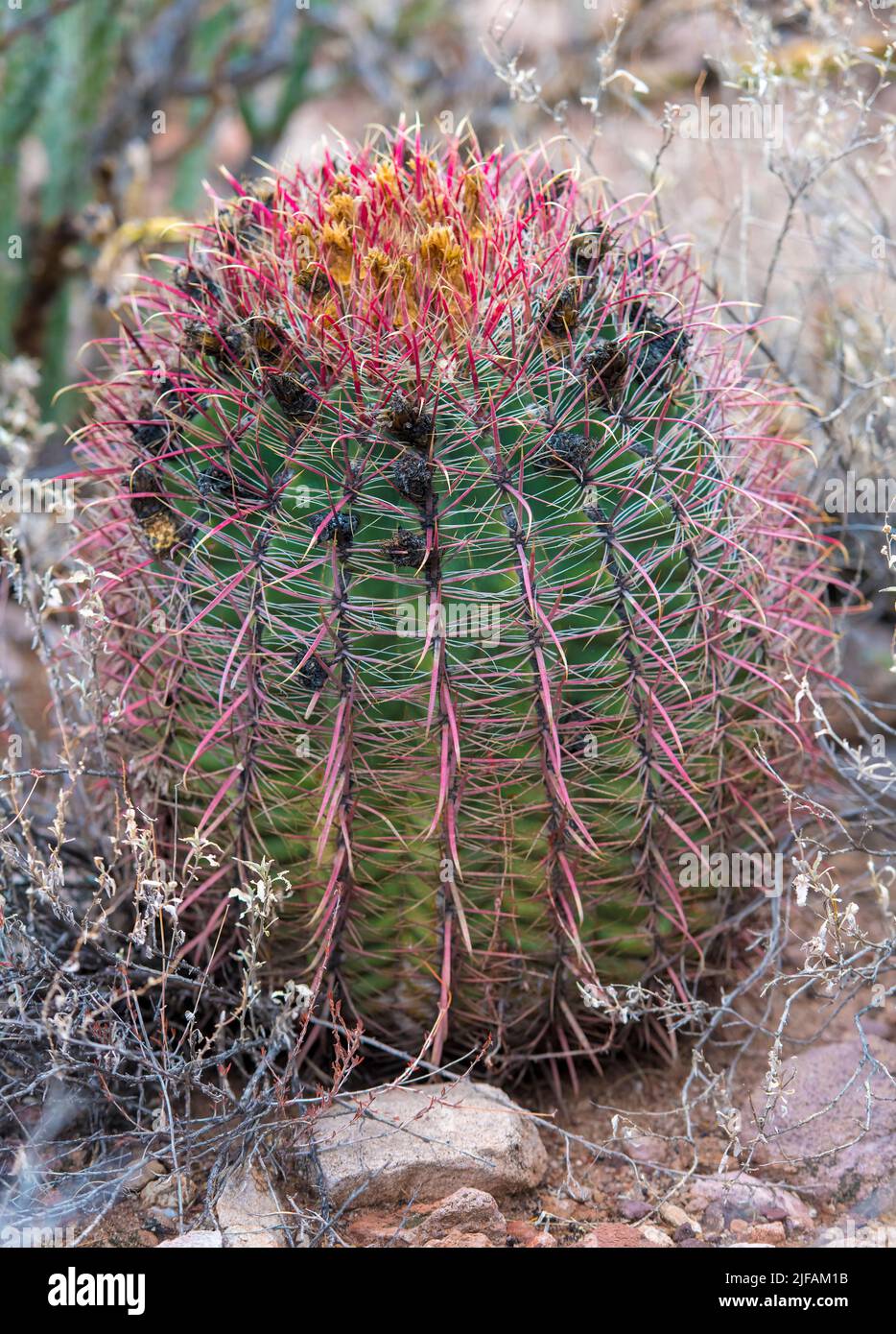 Fishhook Barrel cactus (Ferocactus wislizeni) from Superstition ...