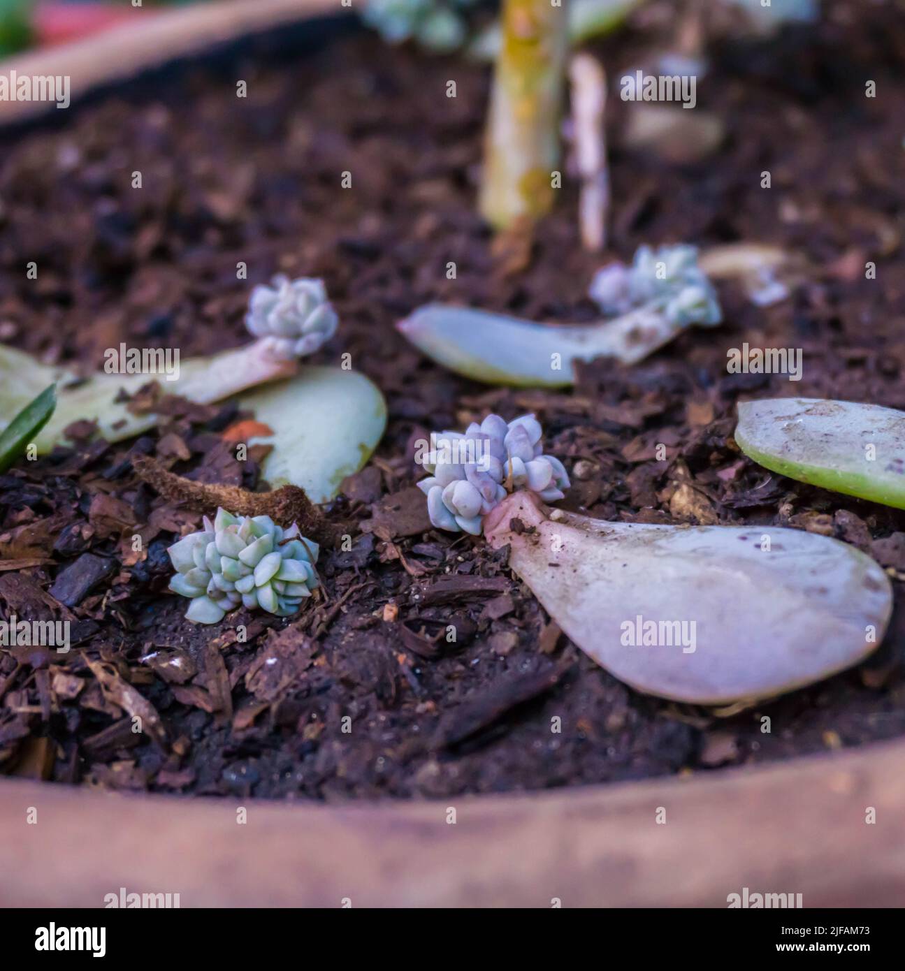 Cacti, succulents, flowers and different plants from the garden Stock ...