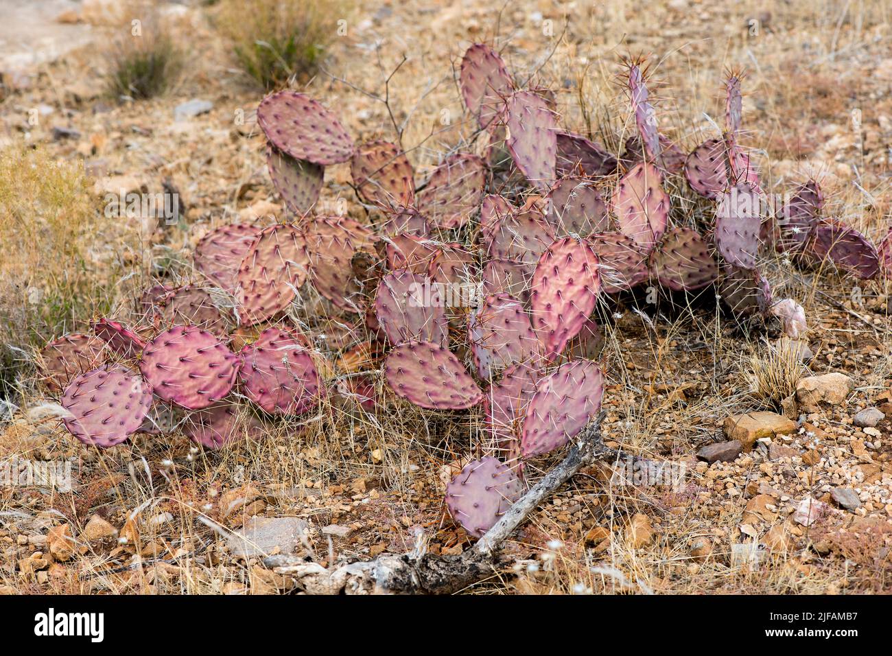 Purple Prickly Per (Opuntia macrocenta) in the desert at Picketpost ...
