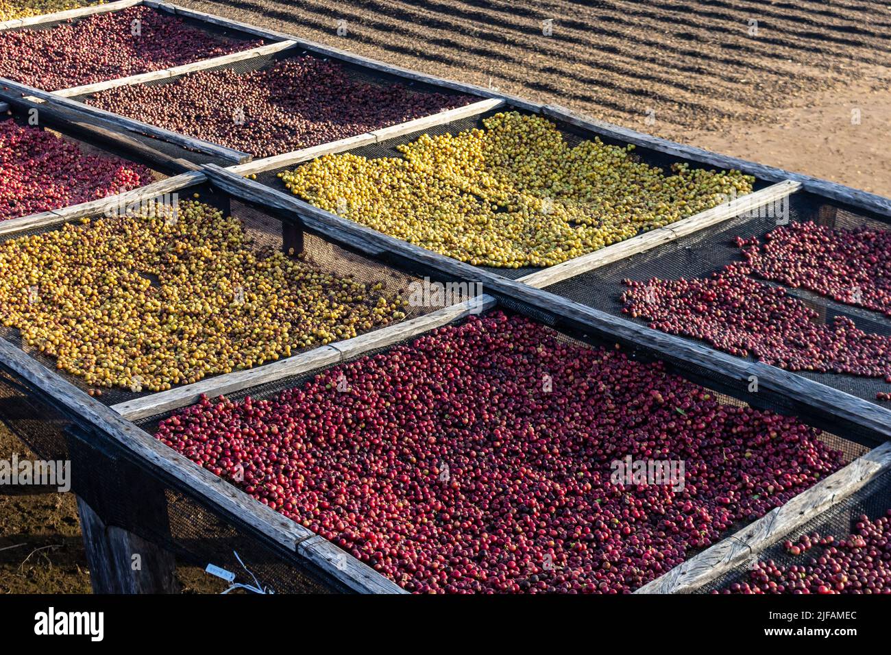 coffee drying yard, with several species of coffee beans, on a farm in ...