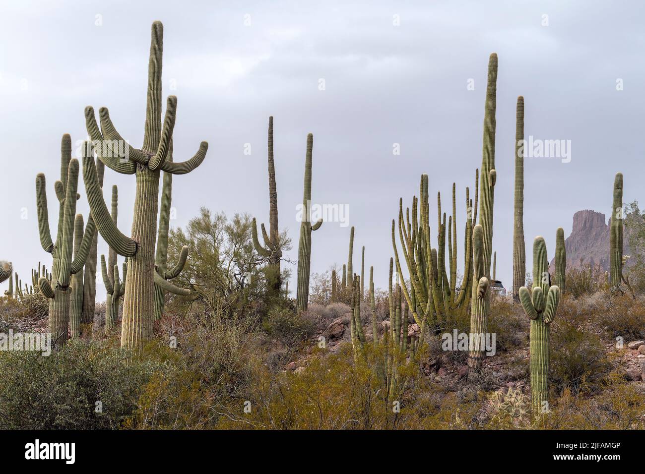 Group of Saguaro cacti of various sizes and ages in Organ Pipe Cactus ...