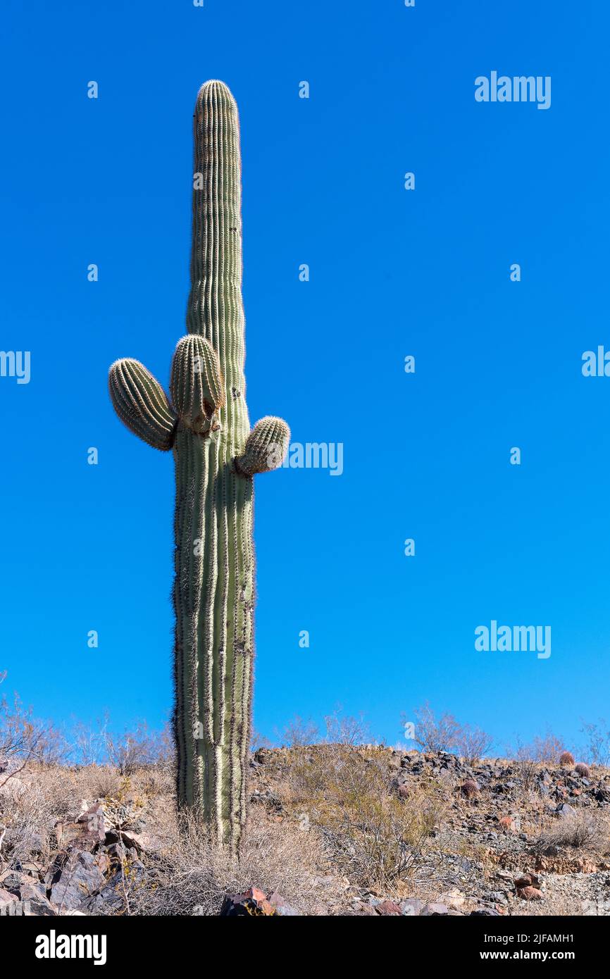 Saguaro cactus from Phoenix, Arizona, USA Stock Photo - Alamy