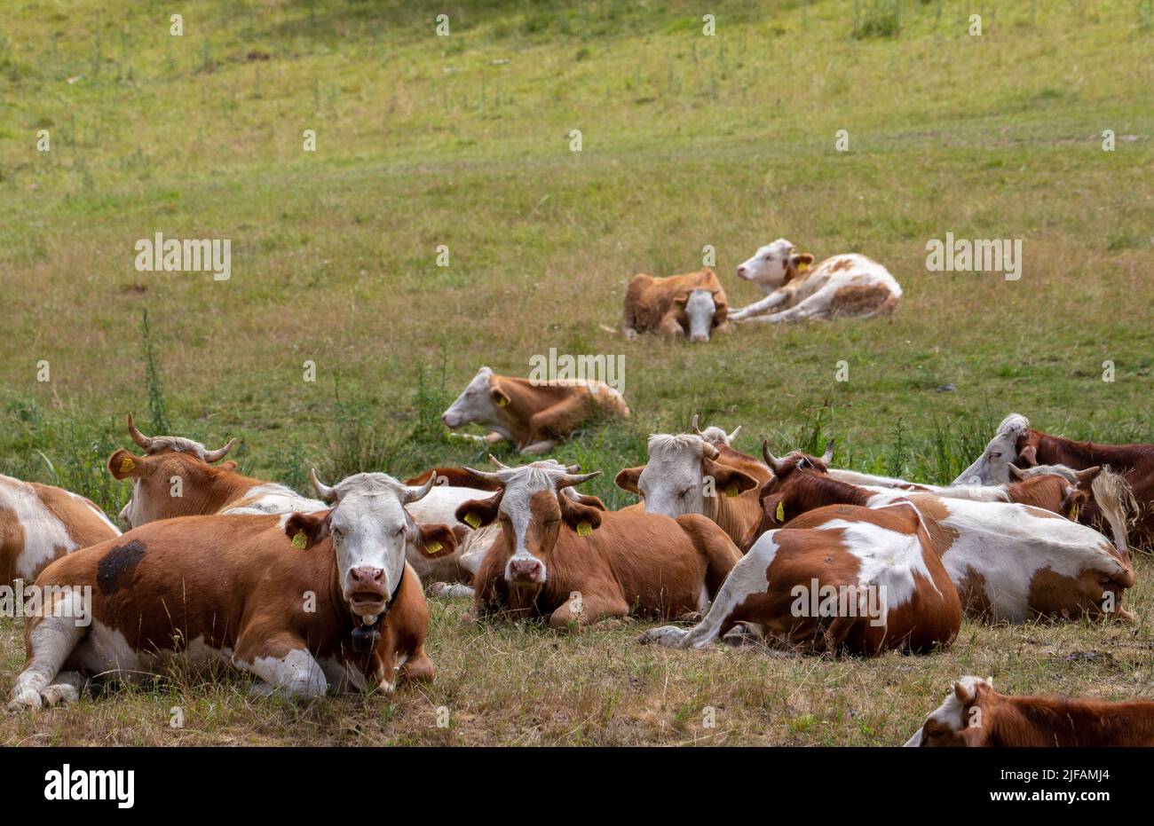 cows sitting down on pastures, farm, her Stock Photo - Alamy