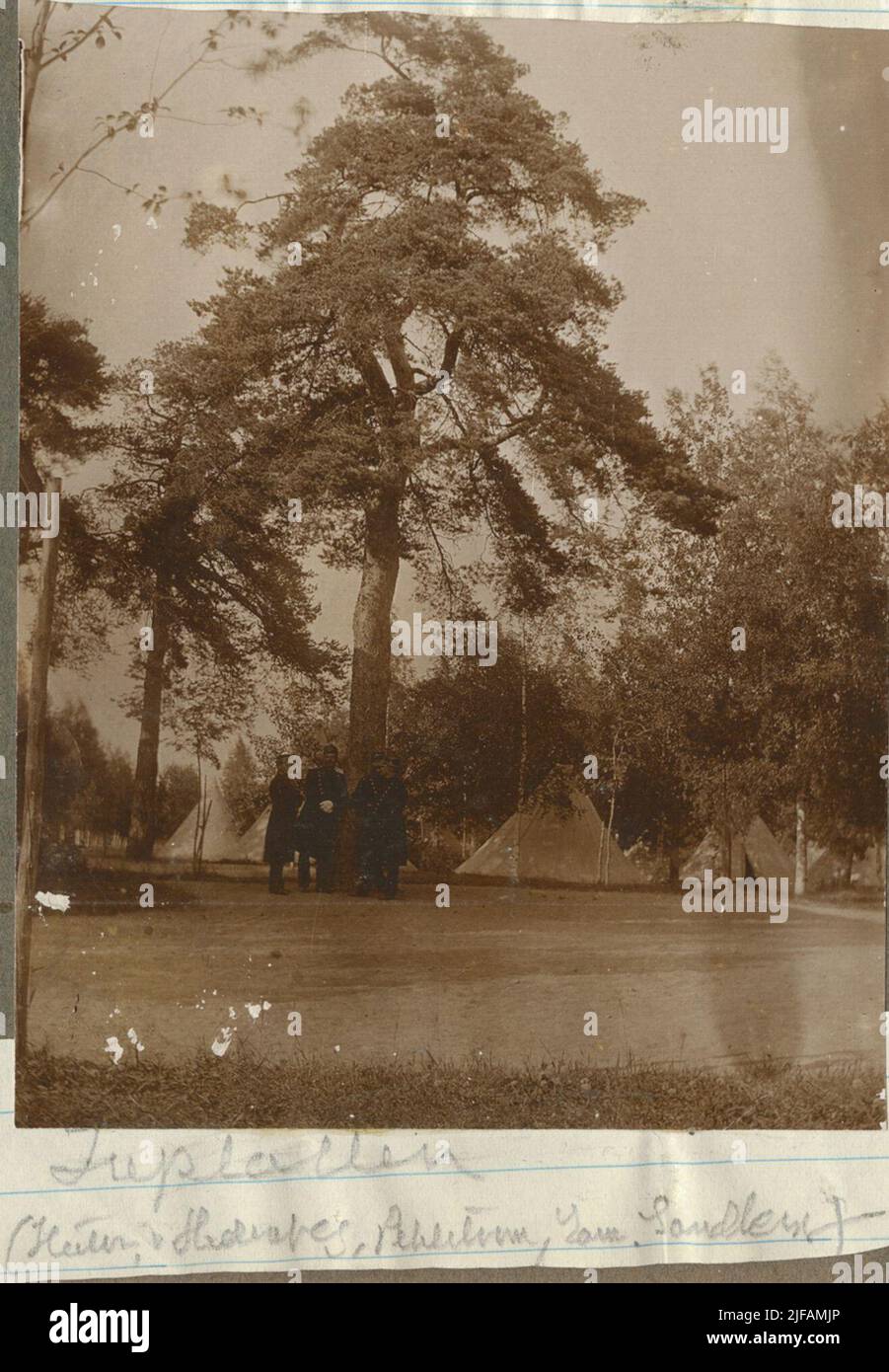 Four soldiers from Hälsinge regiment at a large pine in front of the ...