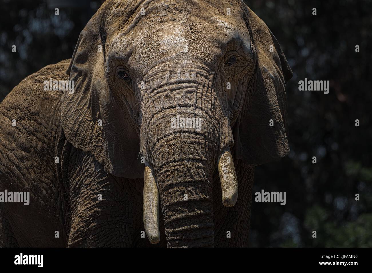 A CLOSE UP PHOTOGRAPH OF A LARGE MALE ELEPHANT LOOKING STRAIGHT INTO ...
