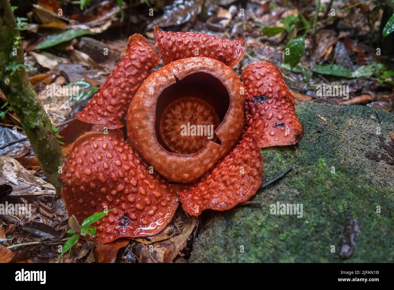 Giant flower of the parasitic Rafflesia tuan-mudae in Gundung Gading ...