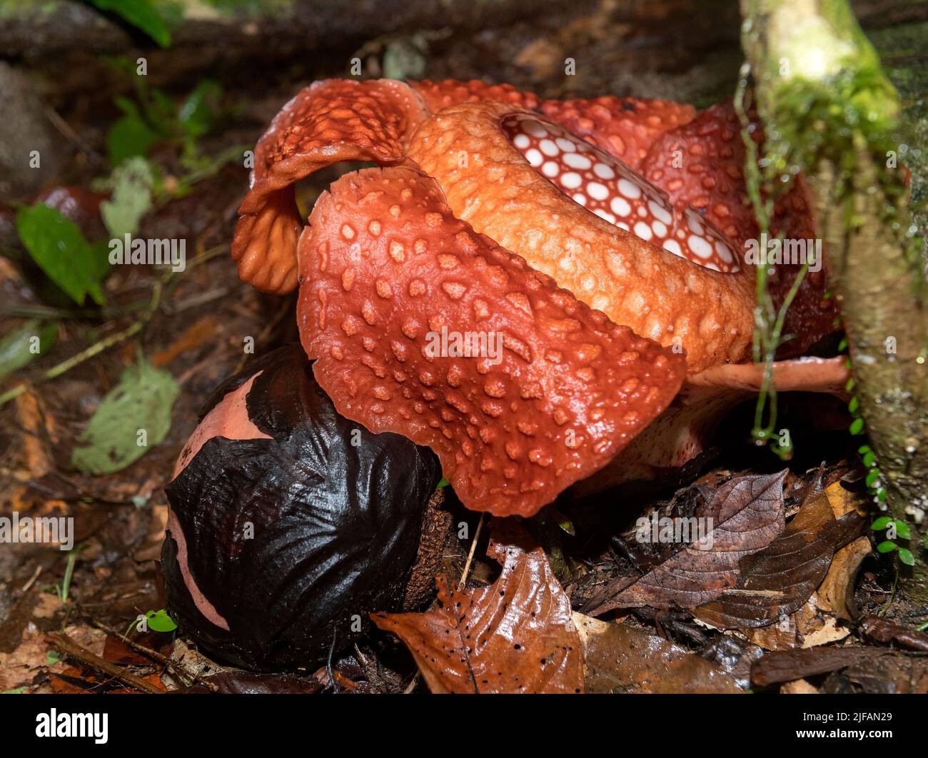 Giant flower of the parasitic Rafflesia tuan-mudae in Gundung Gading ...