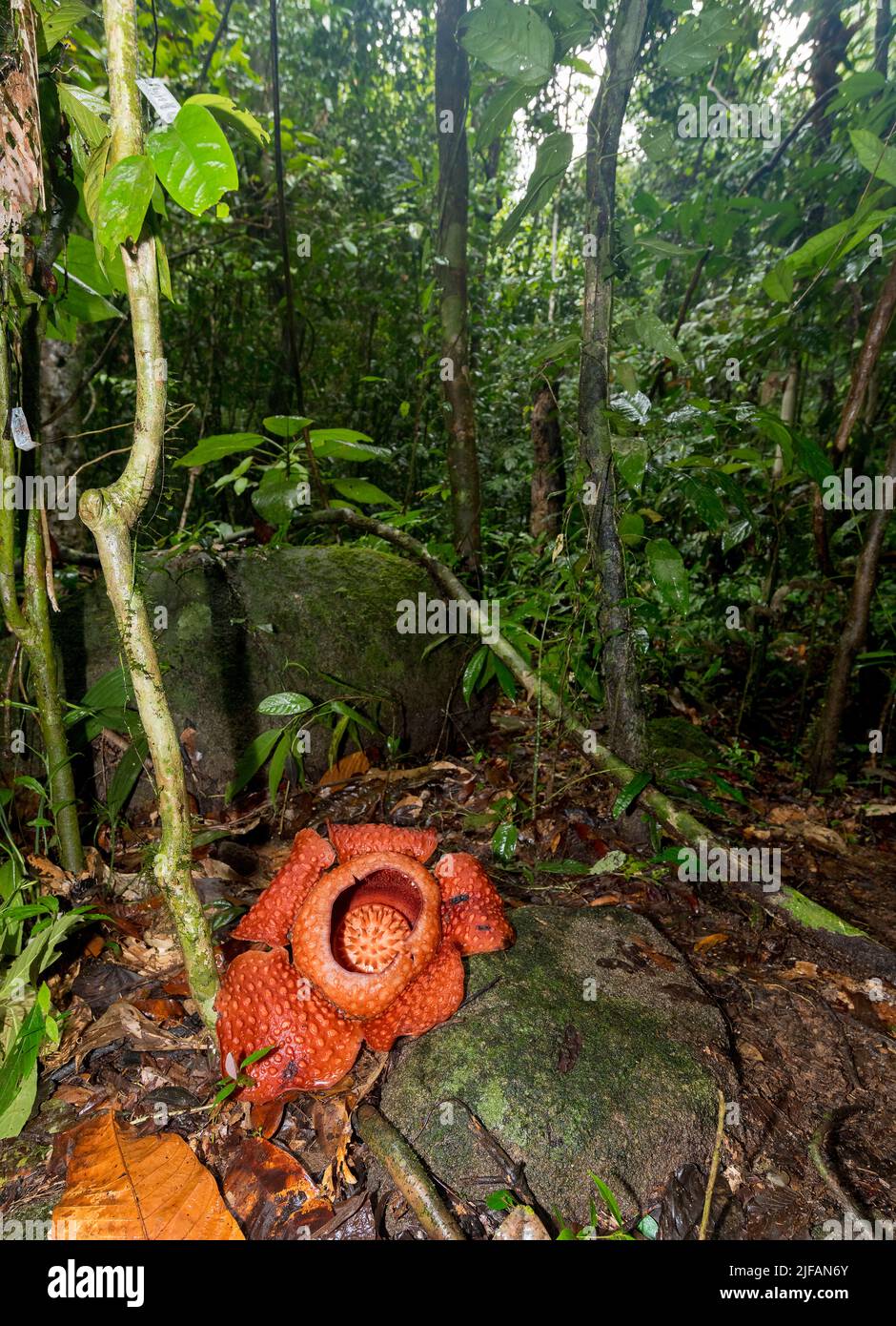 Giant flower of the parasitic Rafflesia tuan-mudae on the forest floor ...