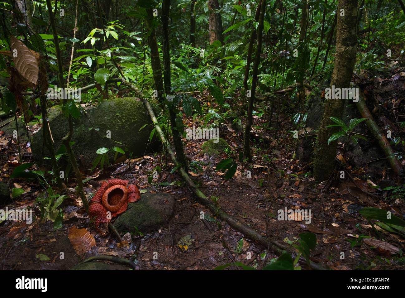 Giant flower of the parasitic Rafflesia tuan-mudae on the forest floor ...