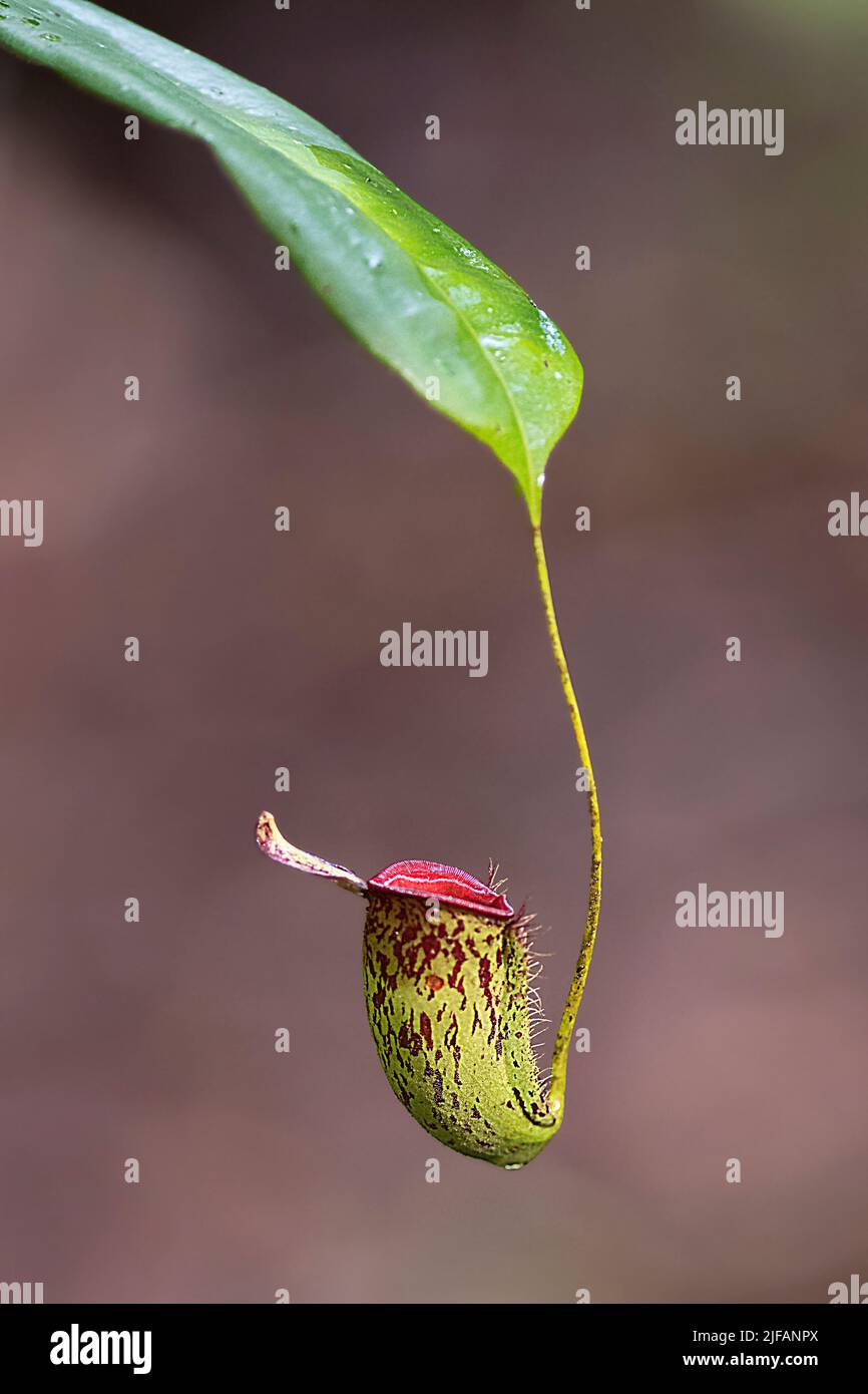 Young pitcher from the pitcher plant Nephentes rafflesiana in Tanjung ...