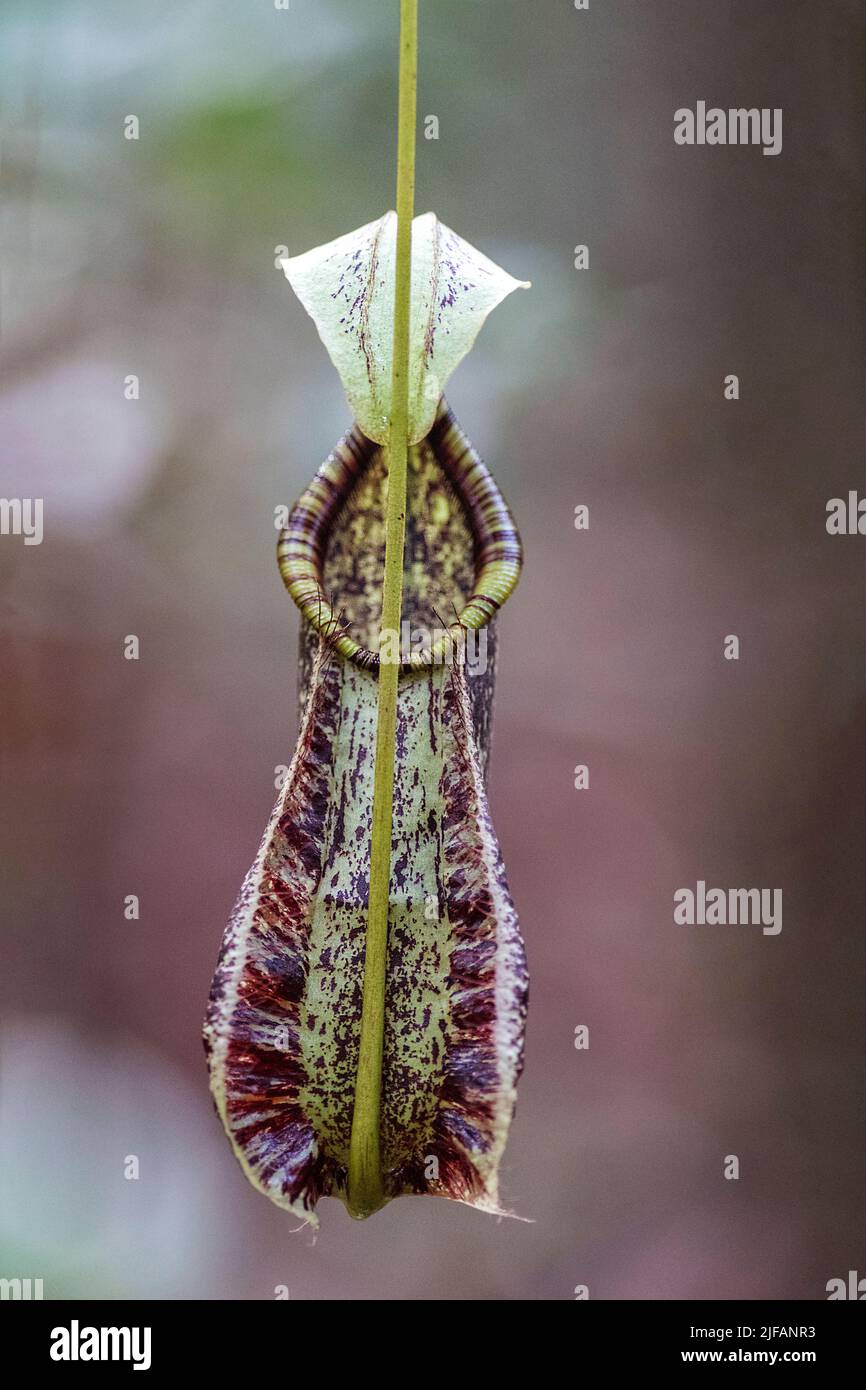 Pitcher from the pitcher plant Nephentes rafflesiana in Tanjung Puting ...