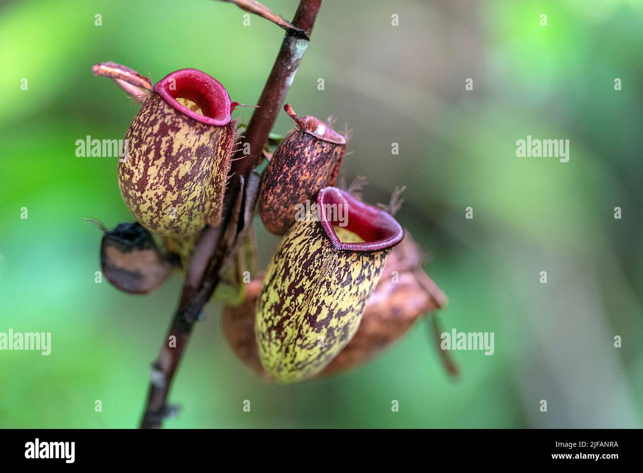 Young pitchers from the pitcher plant Nephentes rafflesiana in Tanjung ...