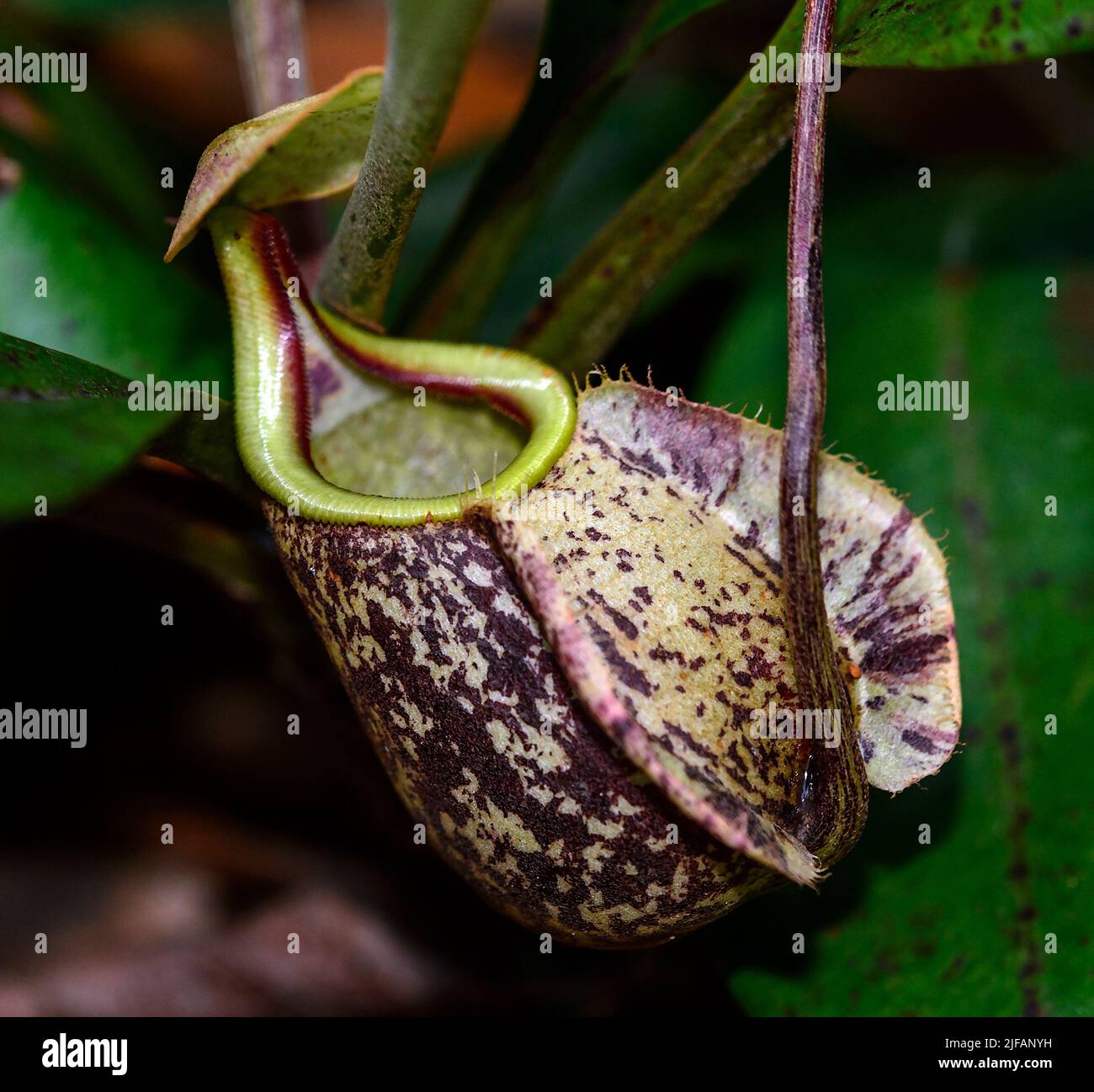 Piitcher of the pitcher plant Nephentes rafflesiana from Sepilok, Sabah ...