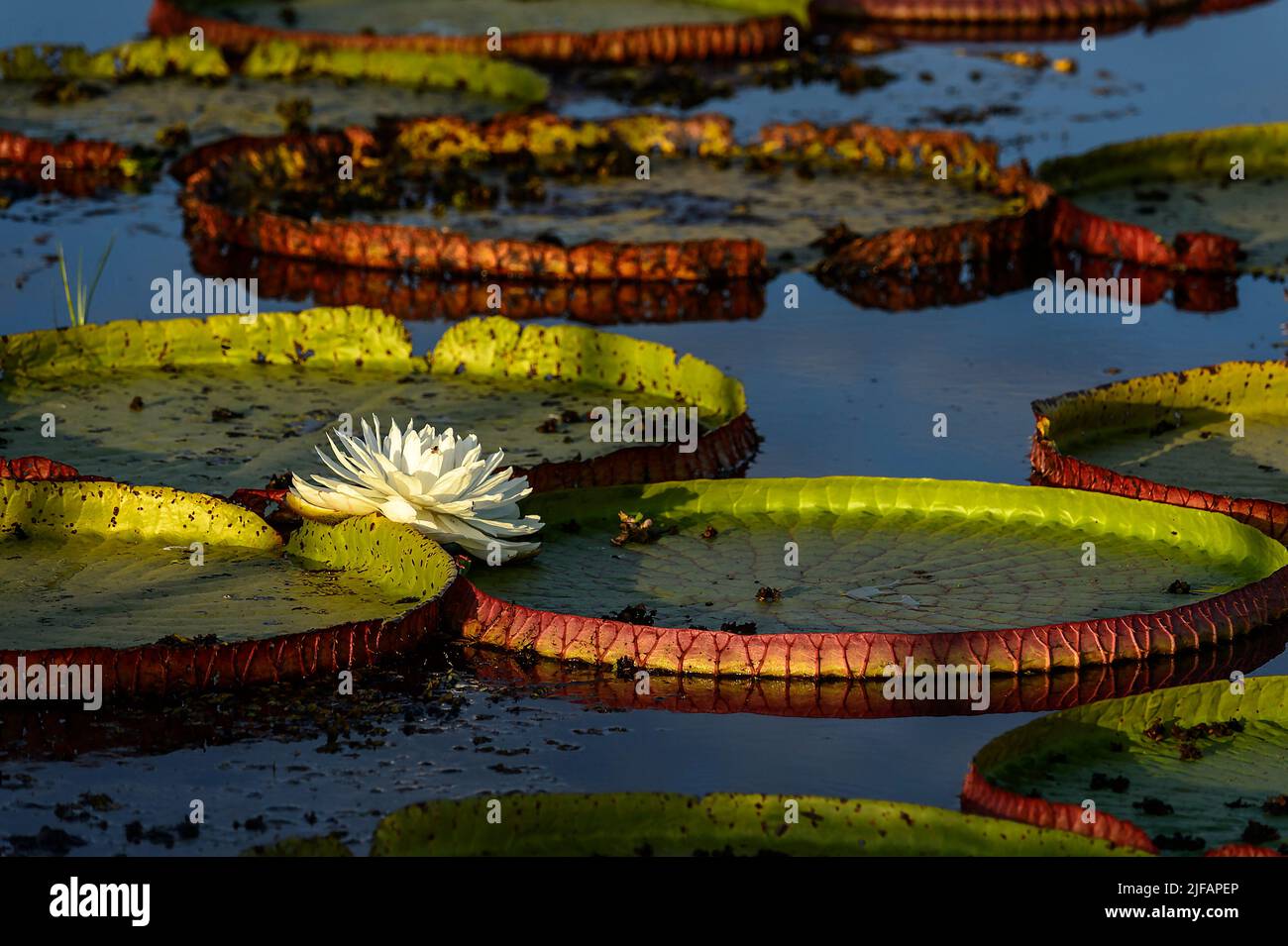 Giant water lillies (Victoria amazonica) with first day white flower ...