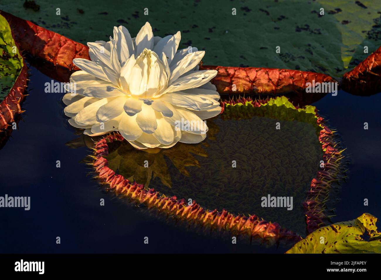 Giant water lilly (Victoria amazonica) with first day white flower ...