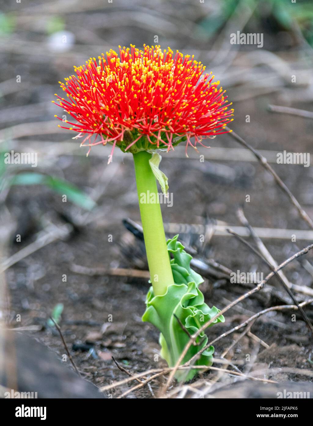 Paintbrush lily (Scadoxus puniceus) from Zimanga, South Africa Stock ...